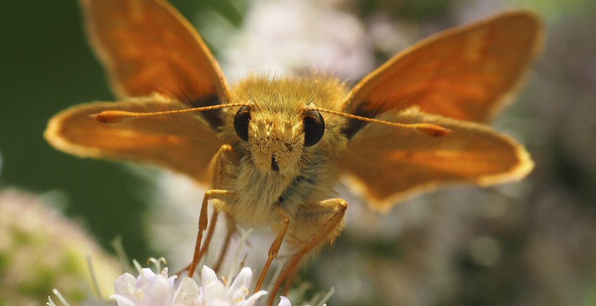 Home | Northwest Adventists